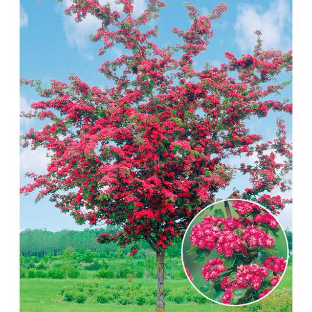 GŁÓG POŚREDNI PAUL'S SKARLET NA PNIU 200CM - ERLI.pl