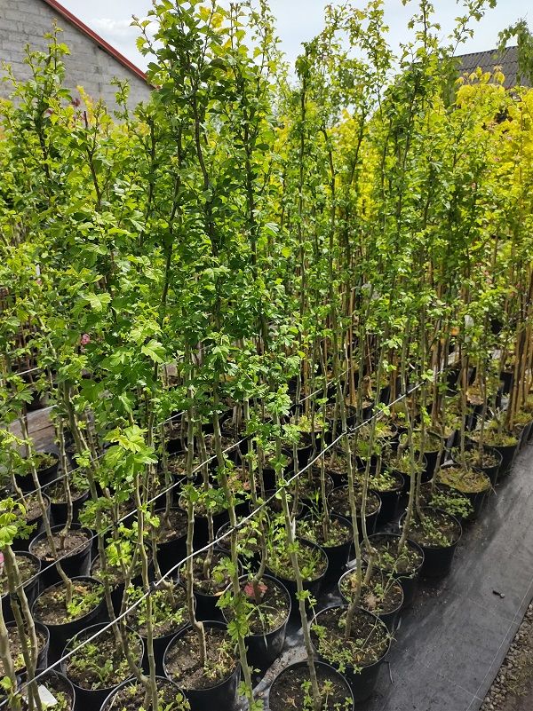 GŁÓG POŚREDNI PAUL'S SKARLET SADZONKA 200 cm - ERLI.pl