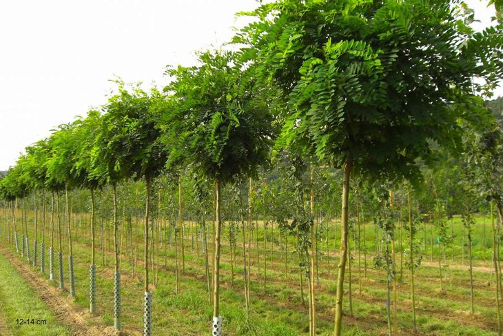 ROBINIA AKACJOWA UMBRACULIFERA NA PNIU SADZONKA - ERLI.pl
