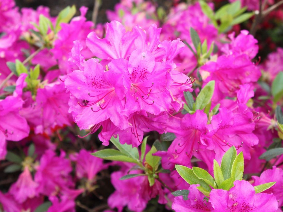 AZALIA JAPOŃSKA BLAU-DANAU FIOLETOWA SADZONKA - ERLI.pl