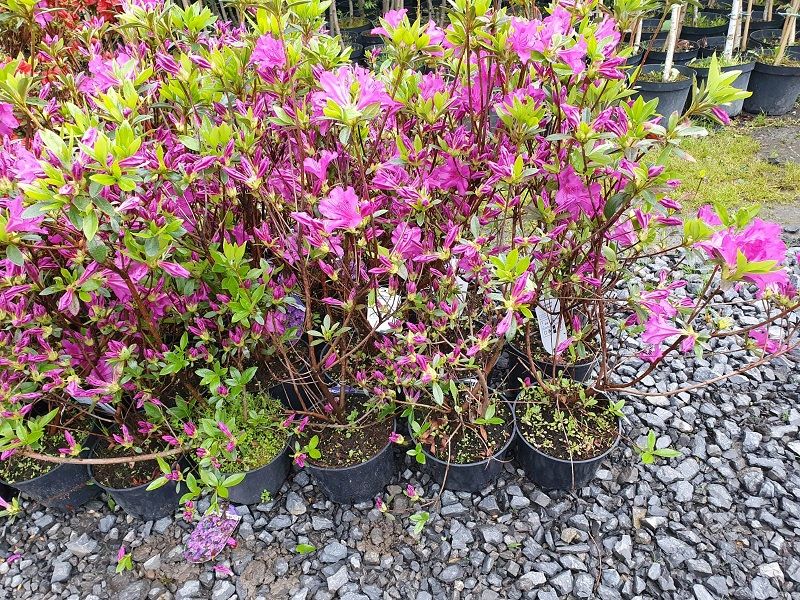 AZALIA JAPOŃSKA BLAU-DANAU FIOLETOWA SADZONKA - ERLI.pl