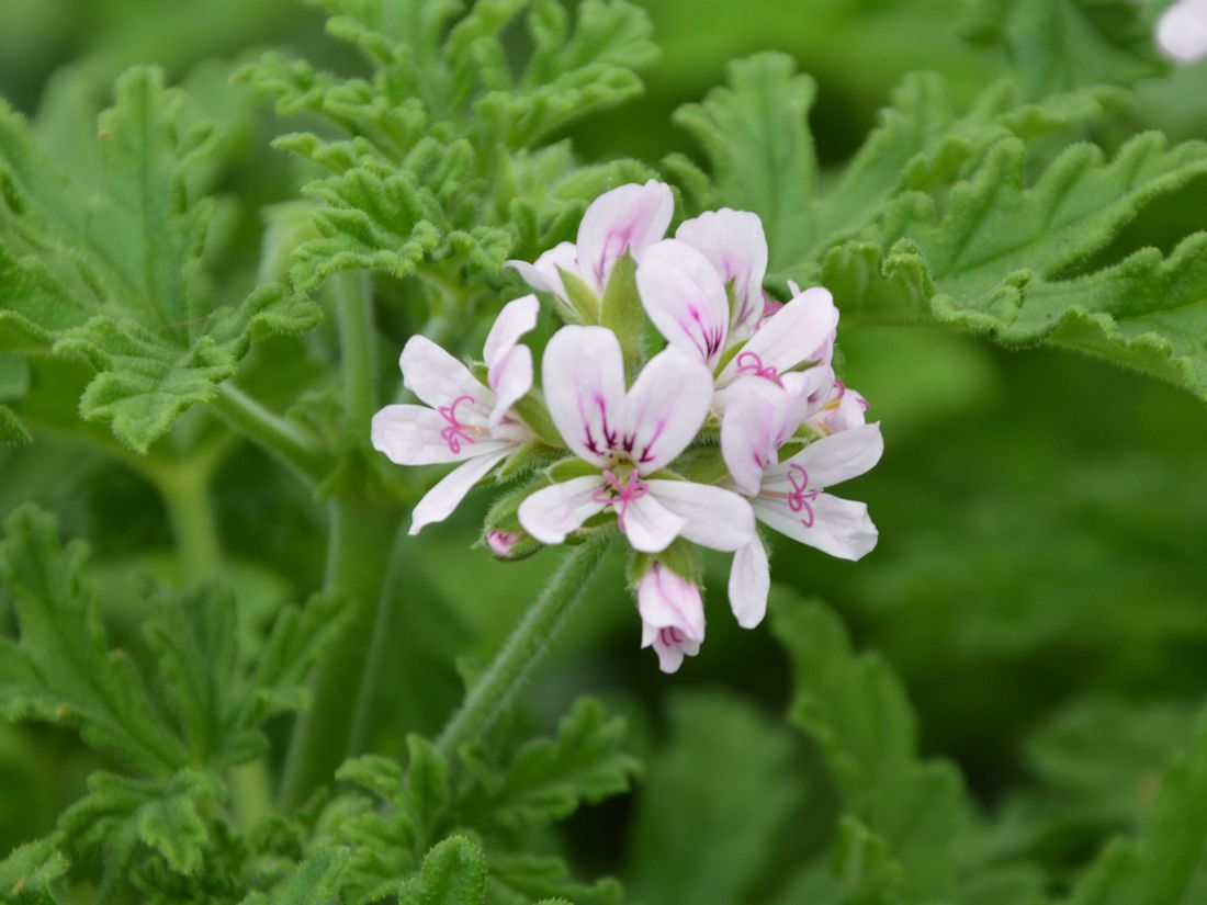Geranium anginka sadzonka roślina lecznicza zioło - ERLI.pl