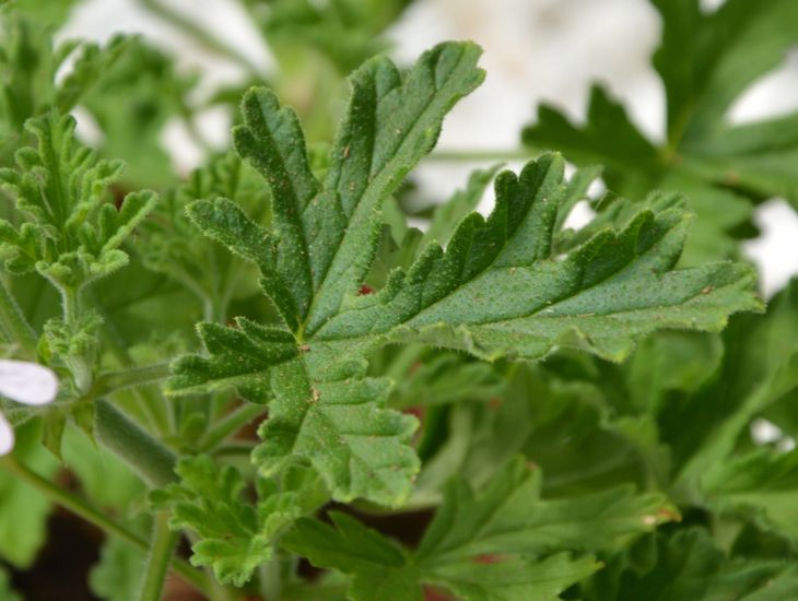 Geranium anginka sadzonka roślina lecznicza zioło - ERLI.pl