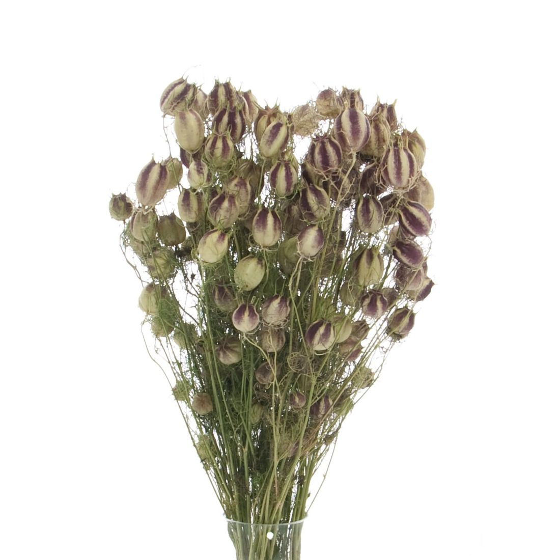 Suszona czarnuszka damasceńska, Nigella, bukiet - ERLI.pl Suszona czarnuszka damasceńska, Nigella, bukiet - ERLI.pl