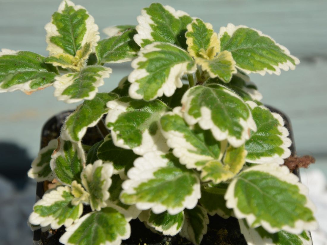 Komarzyca jasna Plektrantus P9 odstrasza komary – 121528999 - ERLI.pl