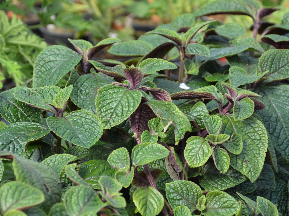 Komarzyca ciemna Plektrantus Nico P9 odstrasza komary – 121529002 - ERLI.pl