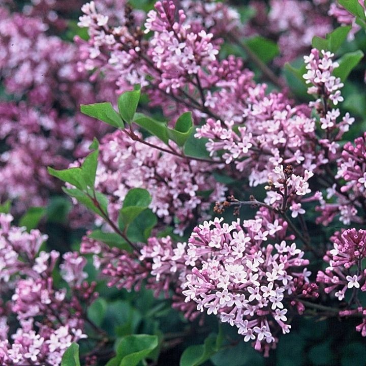 Bez Lilak Palibin Meyera na pniu K. 120-150 cm - ERLI.pl