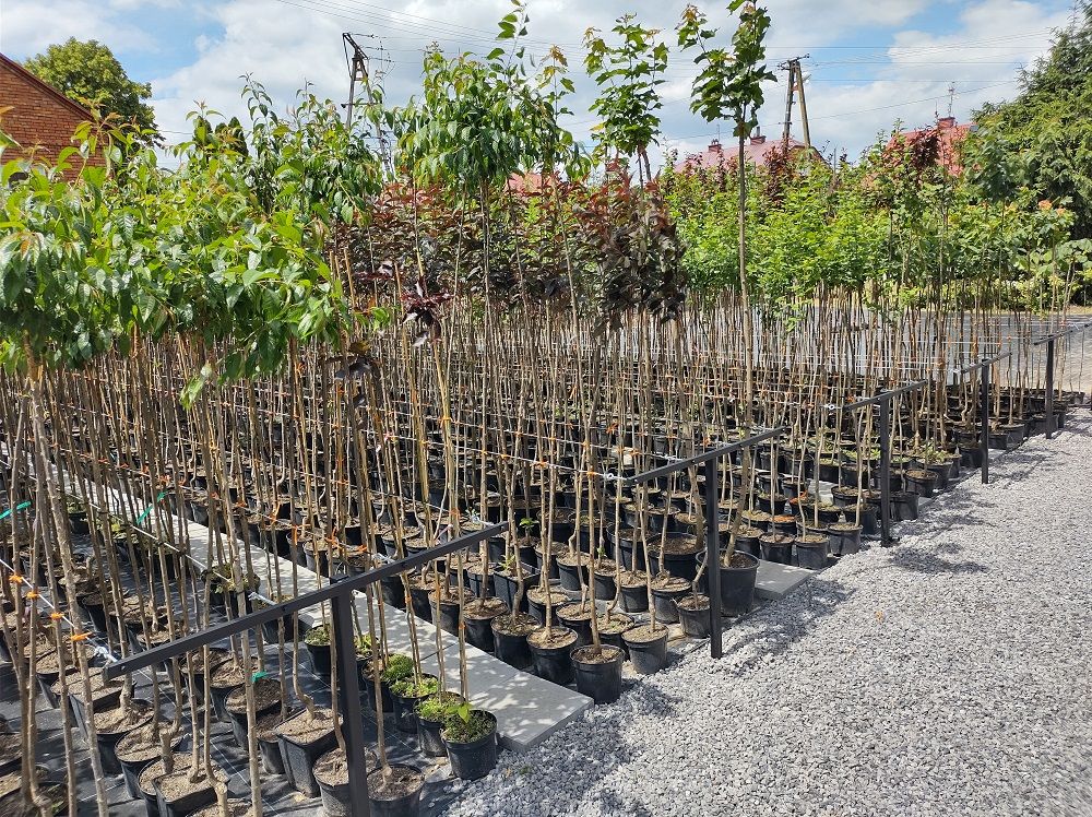 GŁÓG POŚREDNI PAUL'S SKARLET NA PNIU 200CM - ERLI.pl