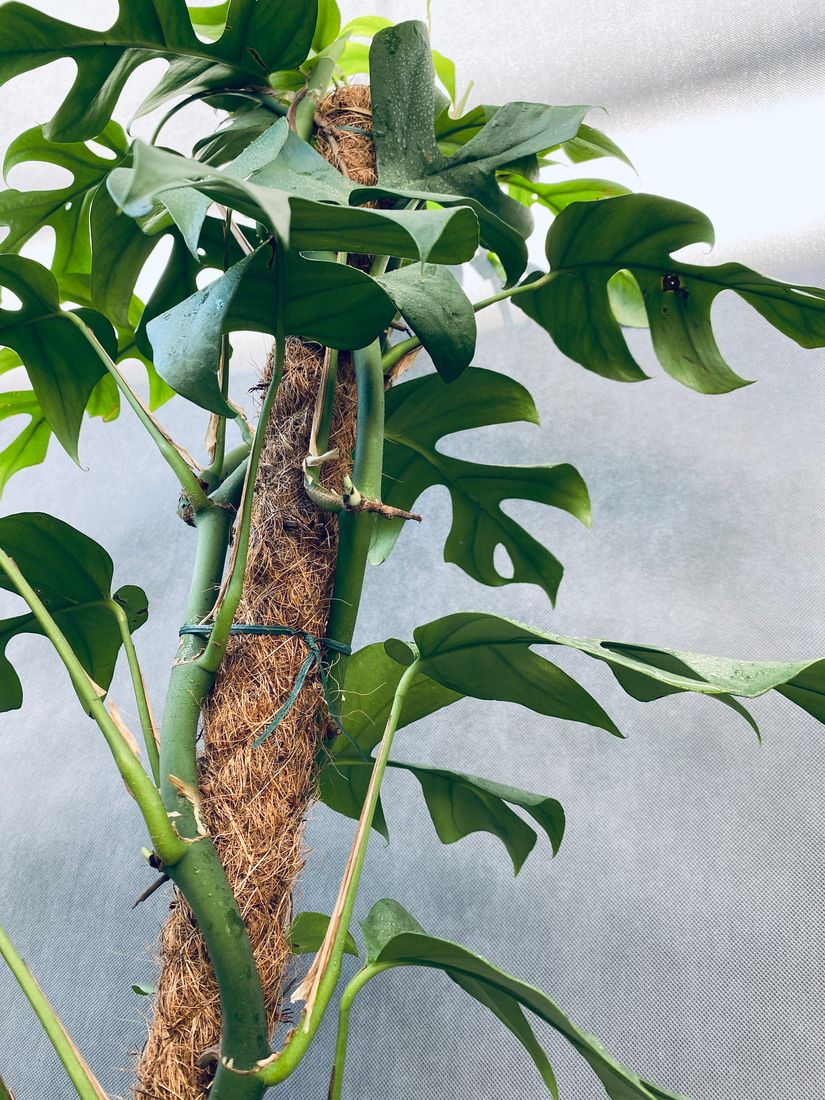 MONSTERA DELICIOSA 'PICCOLO' 80 CM - ERLI.pl