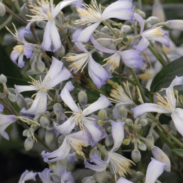 Powojnik Praecox okrywowy 2L - ERLI.pl