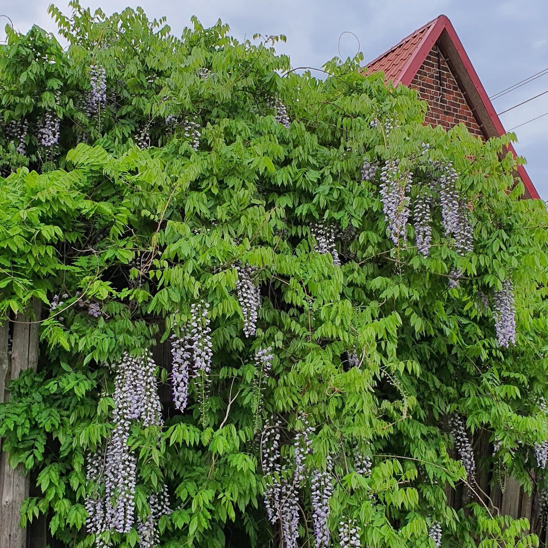 Glicynia (Wisteria) chińska fioletowa 1L - ERLI.pl