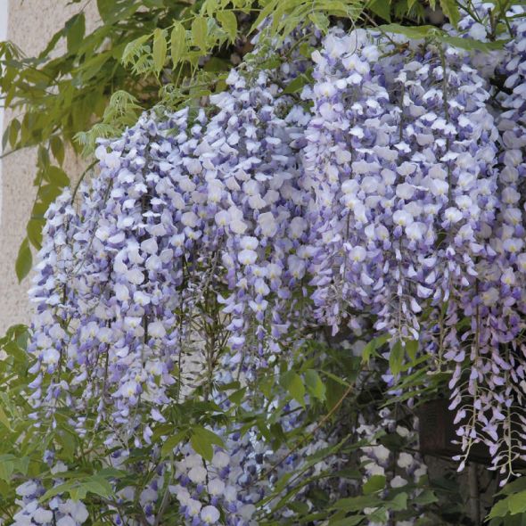 Glicynia (Wisteria) chińska Amethyst 1L – 128517635 - ERLI.pl