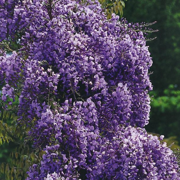 Glicynia (Wisteria) kwiecista Violacea Plena 1L - ERLI.pl