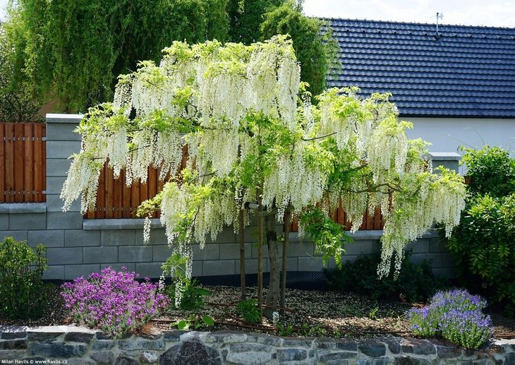 Wisteria Biała Glicynia Alba sadzonki P9 - ERLI.pl