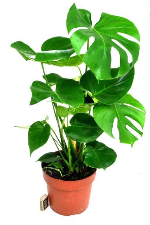 MONSTERA DELICIOSA , piękna, duża ~ 70 cm XXL P17 - ERLI.pl