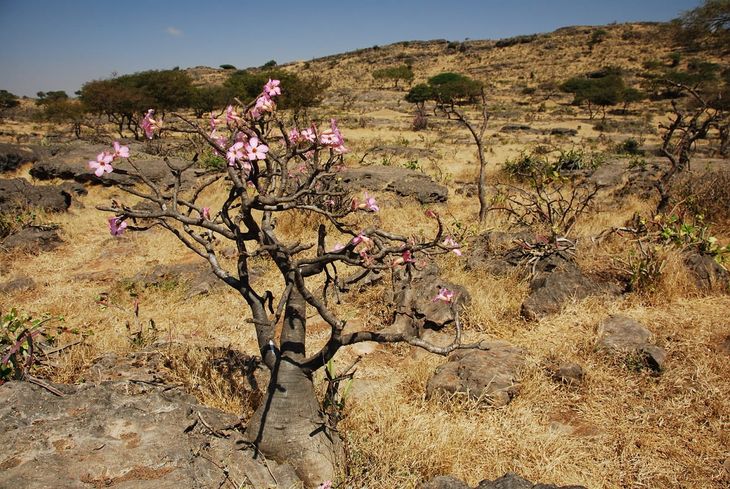 Adenium ansu Mini Baobab Róża Pustyni P12 – 131811320 - ERLI.pl