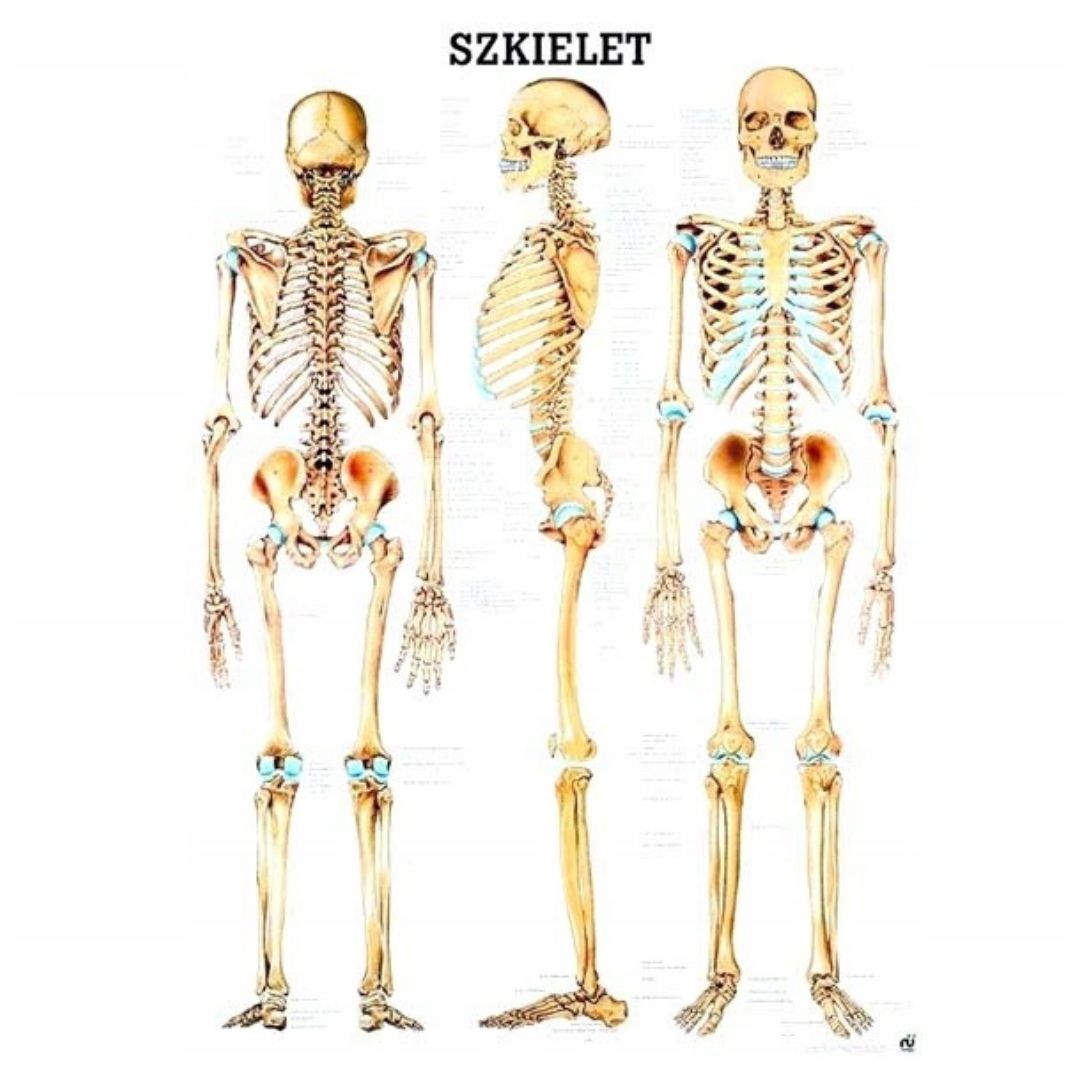 Anatomia TABLICA laminowana SZKIELET człowieka - ERLI.pl Anatomia TABLICA laminowana SZKIELET człowieka - ERLI.pl