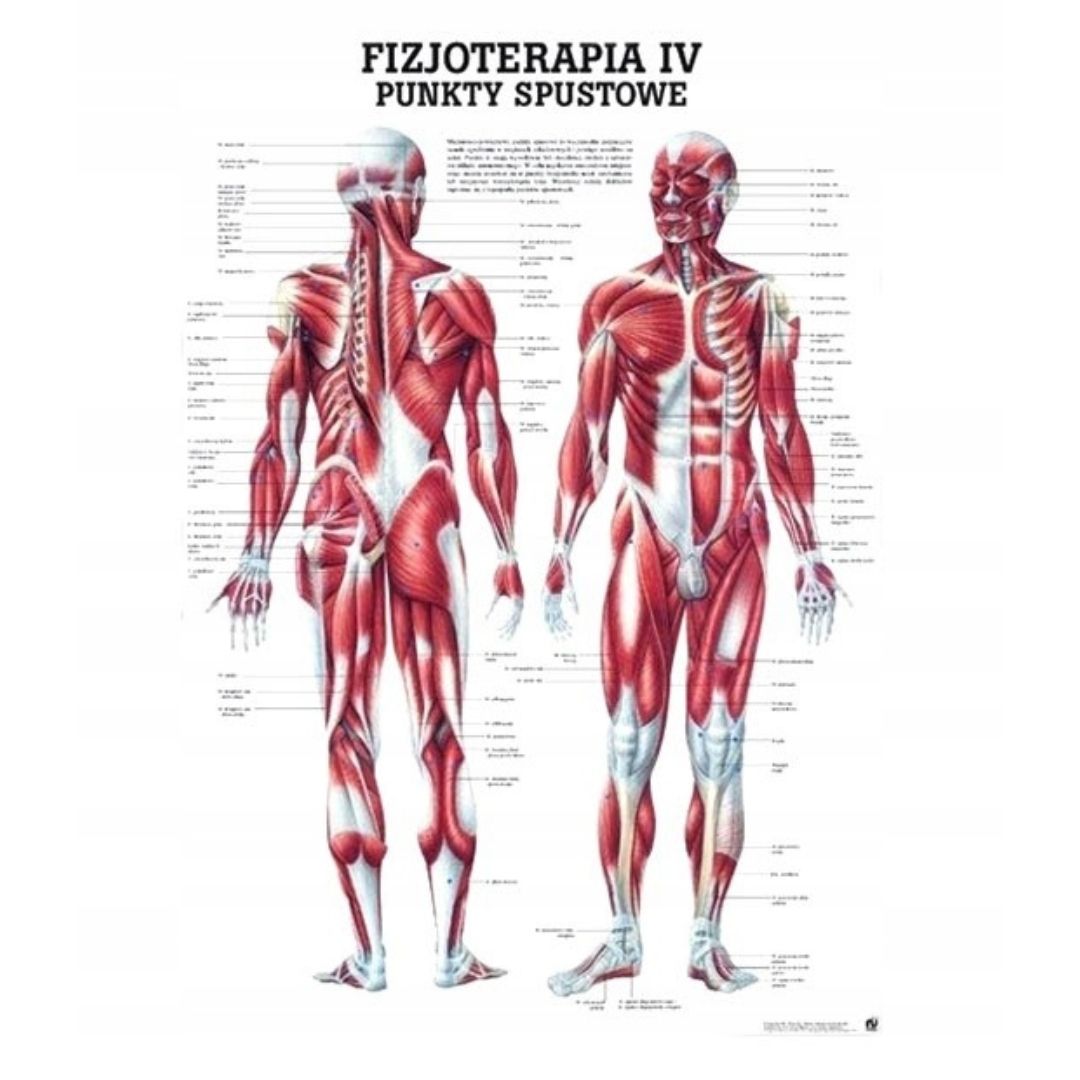 Anatomia TABLICA ANATOMICZNA PUNKTY SPUSTOWE - ERLI.pl