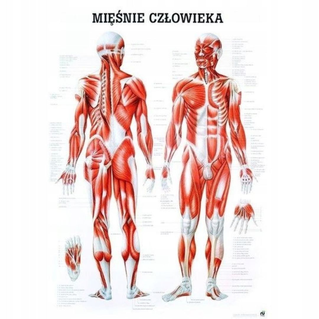 tablica anatomiczna laminowana MIĘŚNIE CZŁOWIEKA - ERLI.pl
