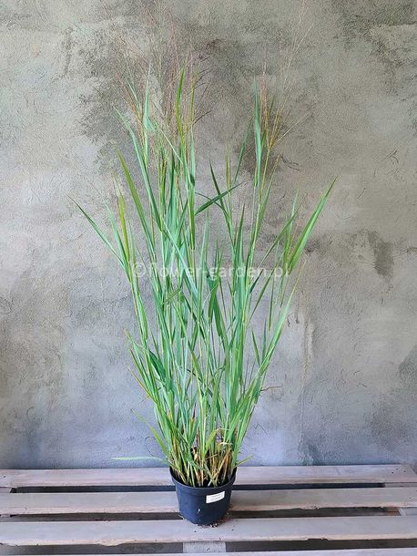 Proso rózgowate Dallas Blues OZDOBNA TRAWA - ERLI.pl