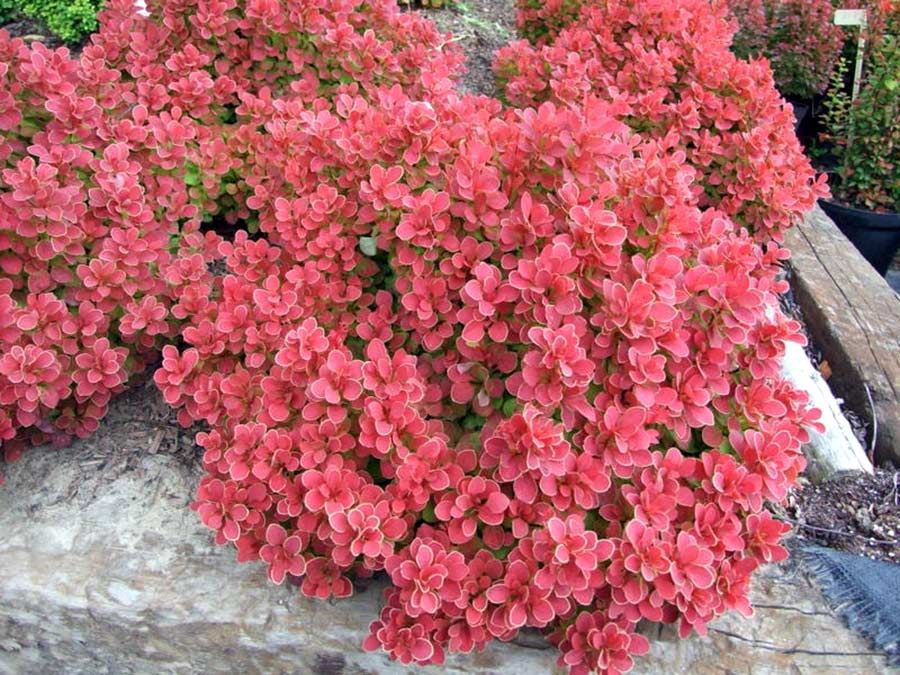 Berberys Ruby Star KARŁOWY KULISTY, NISKI - ERLI.pl