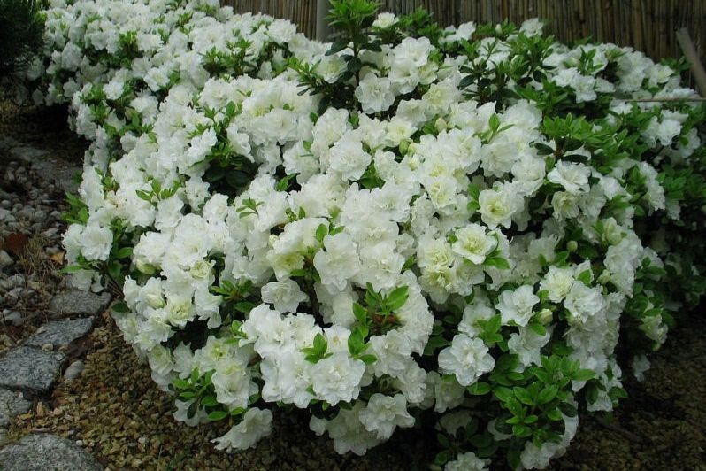 Azalia Japońska ALBIFLORUM BIAŁA - ERLI.pl