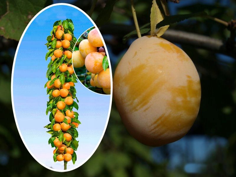 Śliwa 'Prunus' kolumnowa RENKLODA ULENA - ERLI.pl