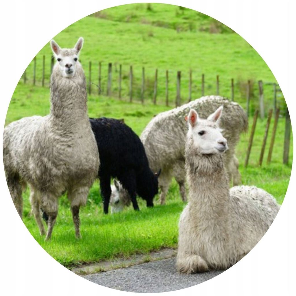 OPŁATEK NA TORT 20CM ALPAKA LAMA LOVE TWÓJ NAPIS - ERLI.pl