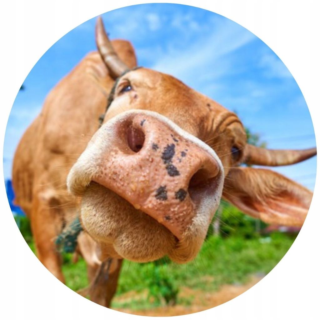 OPŁATEK NA TORT 20 CM KROWY FARMA GÓRY TWÓJ NAPIS - ERLI.pl