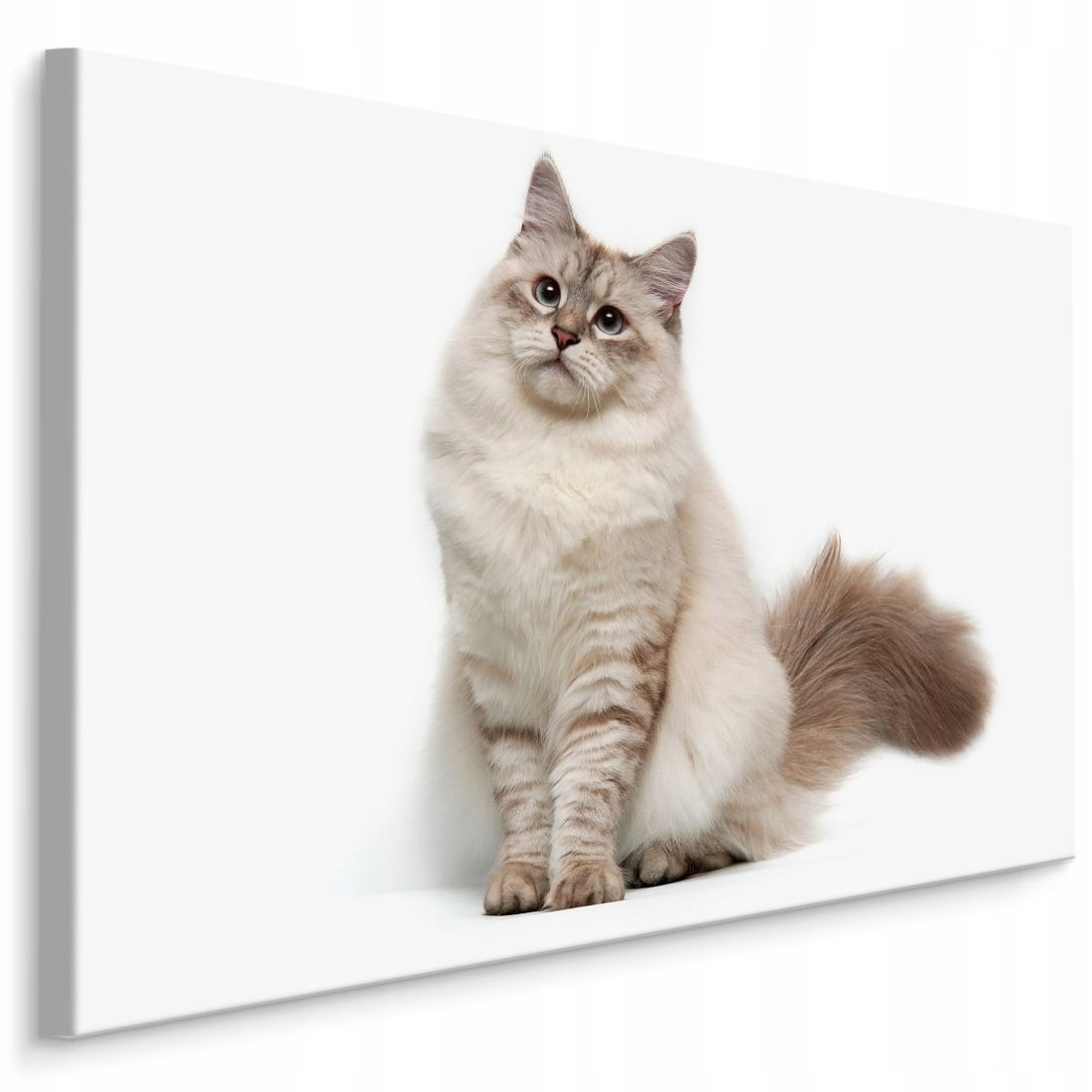Obraz do Salonu KOT Domowy Pupil Zwierzę 3D 120x80 – 138089293 - ERLI.pl