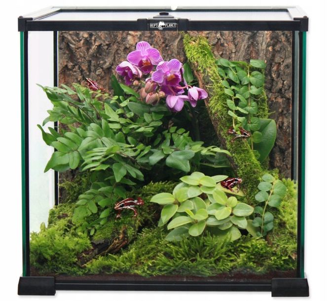 REPTI PLANET Terrarium 20x20x20 Na Owady Patyczaka – 142917945 - ERLI.pl