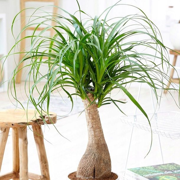 Nolina Wygięta Stopa Słonia Recurvata Noga Słonia - ERLI.pl