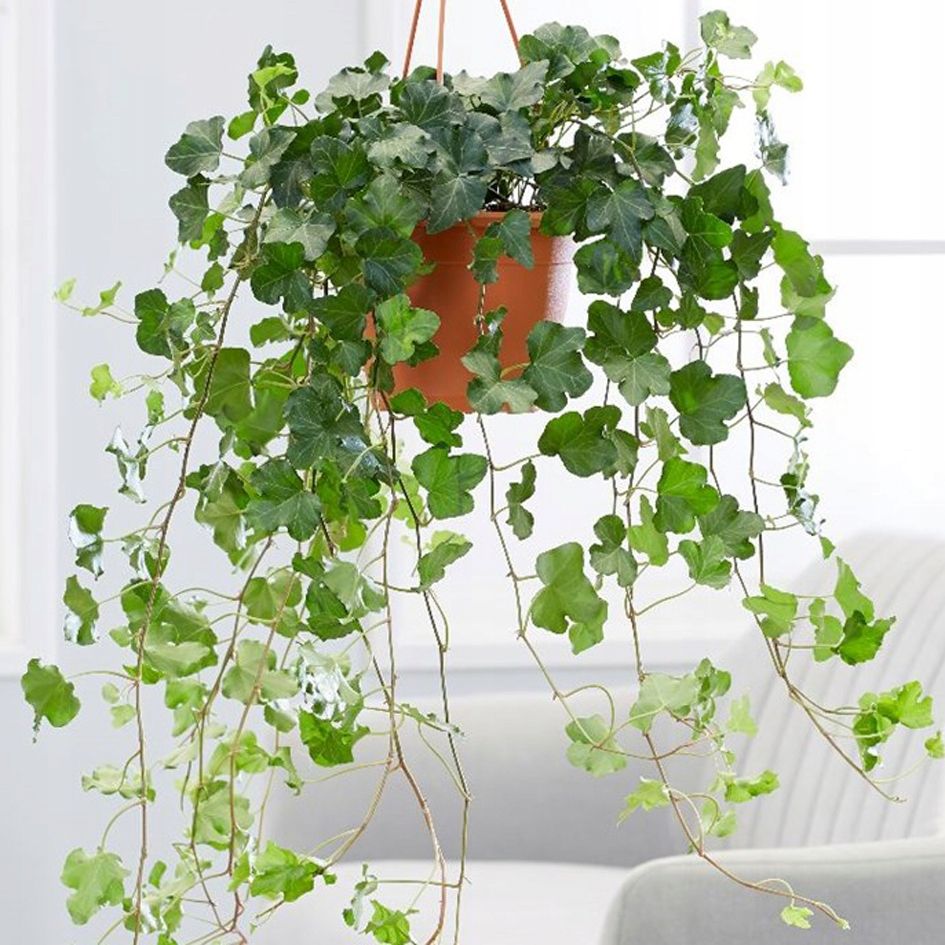 Bluszcz Pospolity Hedera 'Easy Wonder' Piękne Zielone Pnącze Las w ...