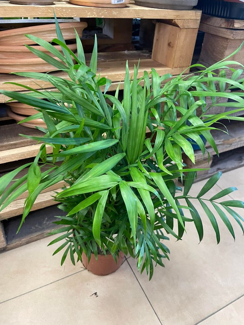 palma chamedora • chamaedorea elegans 50 cm – 141701512 - ERLI.pl