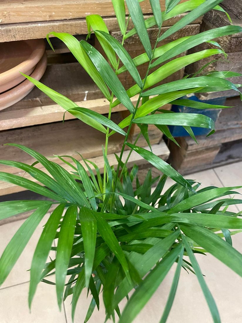 Chamedora mała | Chamaedorea elegans palma - ERLI.pl