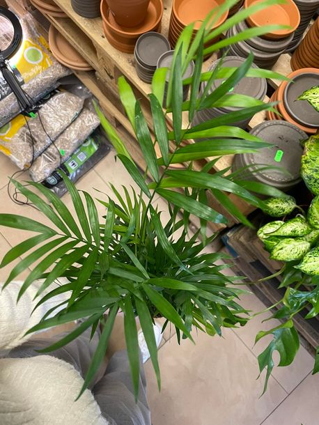 Chamedora mała | Chamaedorea elegans palma - ERLI.pl