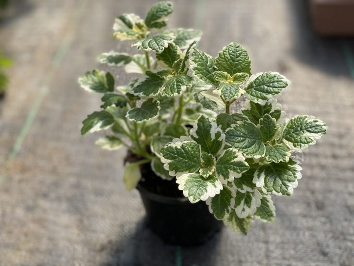 Komarzyca (Plectranthus Variegata), sadzonki odstraszajce komary - ERLI.pl