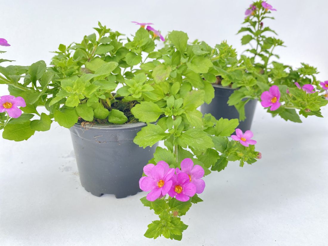 Bakopa Bacopa (Sutera) różowa, sadzonka – 143067205 - ERLI.pl