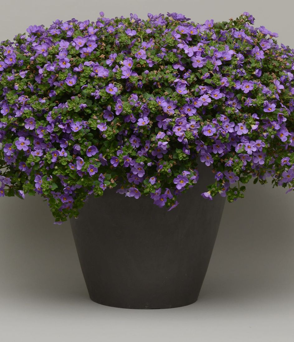 5 szt. Bakopa Bacopa (Sutera) niebieska, sadzonka - ERLI.pl