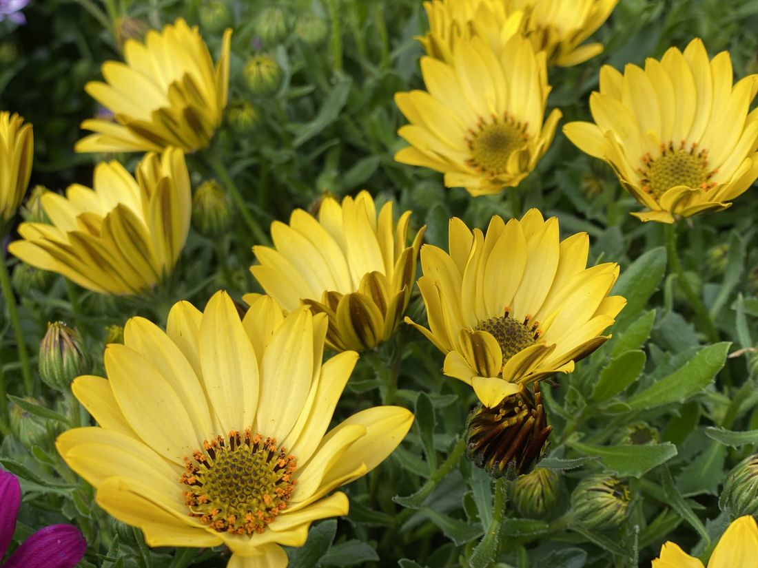 Stokrotka afrykańska Osteospermum żółte sadzonki - ERLI.pl