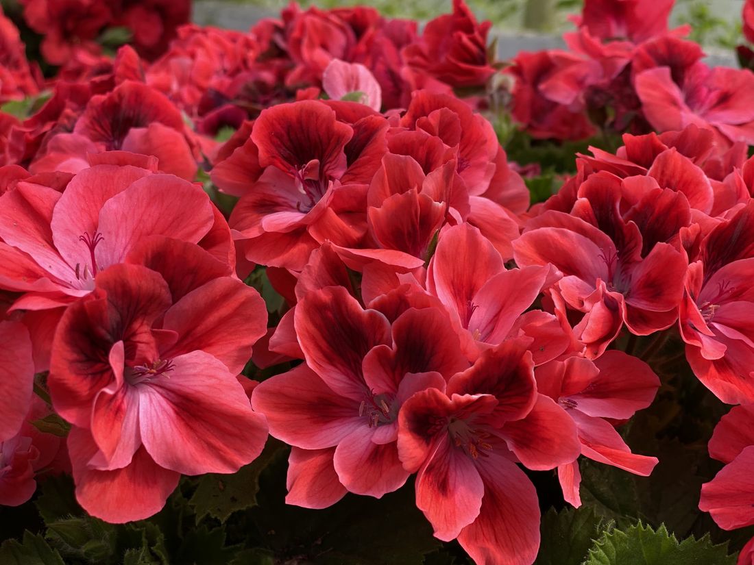 Pelargonia angielska GRANDIFLORUM Aristo Claret sadzonki – 143067700 ...