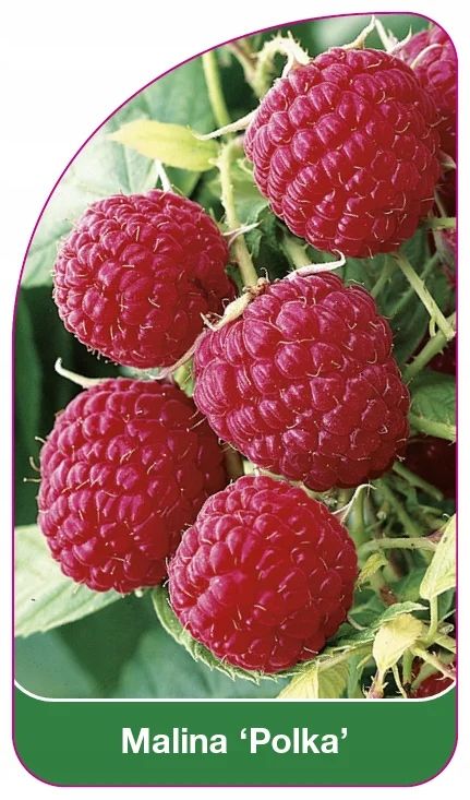 ETYKIETY SZKÓŁKARSKIE Z GUMKĄ Malina 'Polka' - ERLI.pl