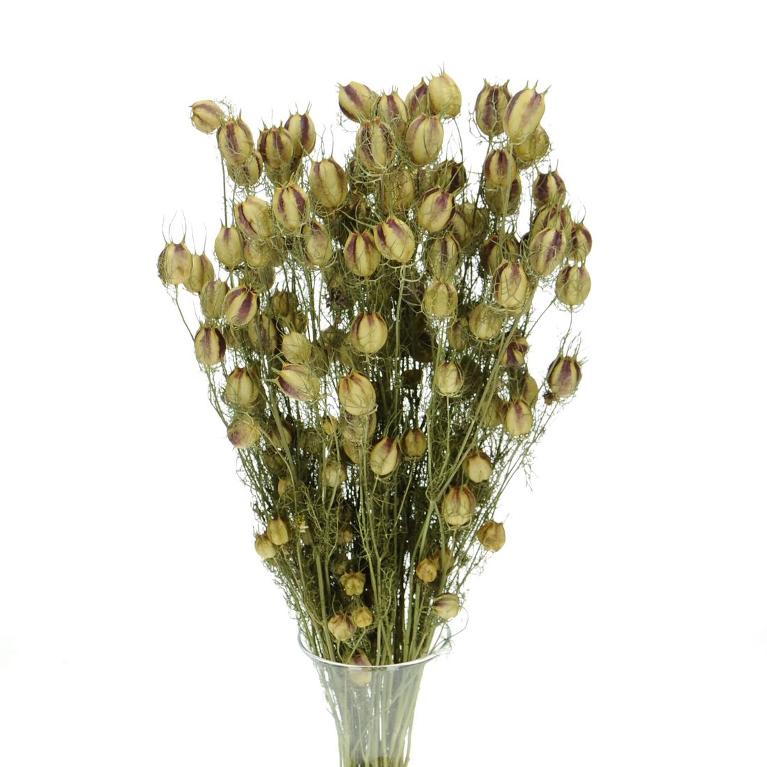 Suszona czarnuszka damasceńska, Nigella, bukiet - ERLI.pl Suszona czarnuszka damasceńska, Nigella, bukiet - ERLI.pl