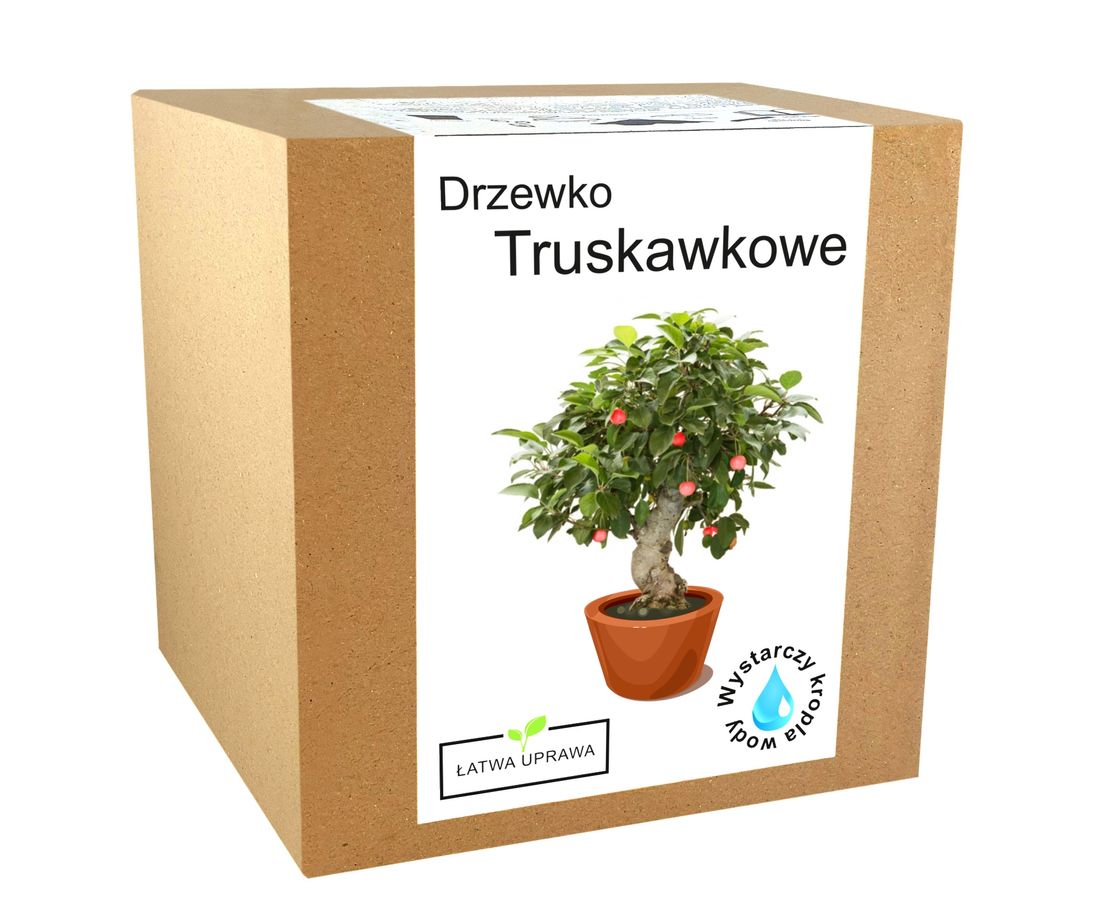 Zestaw do uprawy Bonsai Drzewko Truskawkowe owoce - ERLI.pl