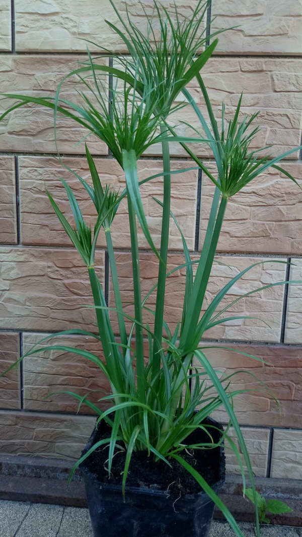 Młoda sadzonka Cyperus Papyrus Percamentus najpiękniejszy papirus ... Młoda sadzonka Cyperus Papyrus Percamentus najpiękniejszy papirus ...