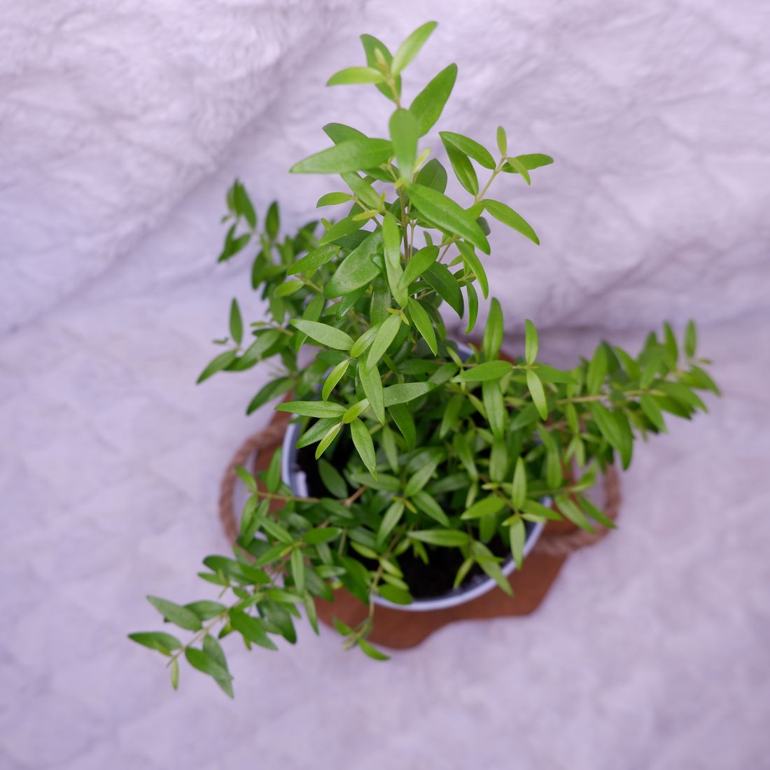 MIRT MYRTUS COMMUNIS don. 13cm - ERLI.pl