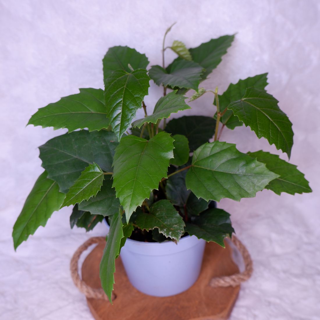 CISUS AUSTRALIJSKI CISSUS ANTARCTICA don.13cm – 152076661 - ERLI.pl