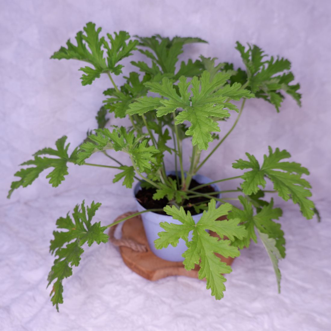 GERANIUM ANGINKA Pelargonium graveolens don.13cm - ERLI.pl