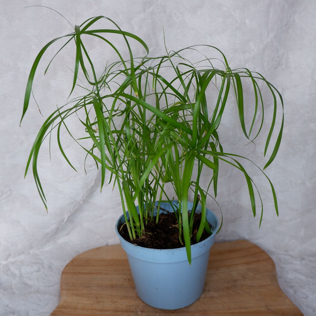 PAPIRUS CIBORA CYPERUS ALTERNIFOLIUS don. 12cm - ERLI.pl