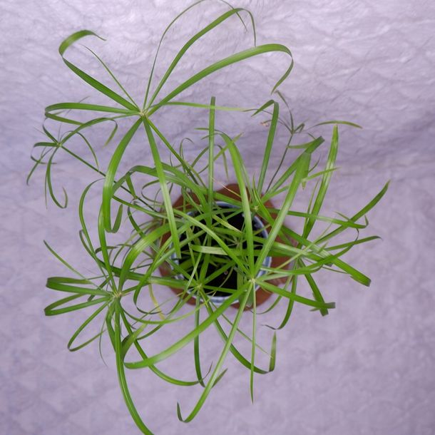 PAPIRUS CIBORA CYPERUS ALTERNIFOLIUS don. 12cm - ERLI.pl